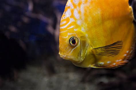 Image result for Golden Discus Fish