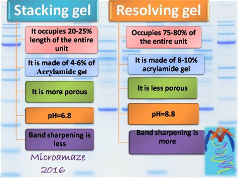Image result for Resolving and Stacking Gel Composition
