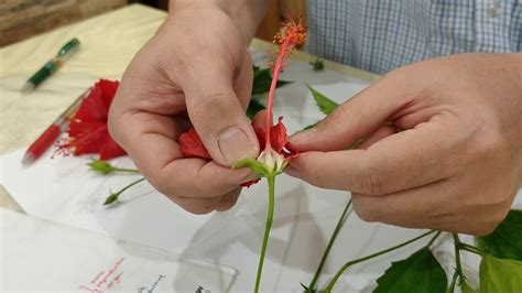Image result for Hibiscus Flower Dissection