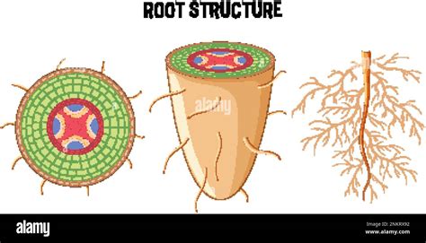 Image result for Root Structure and Function