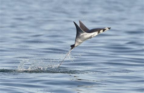Image result for Manta Ray Jumping Over Bridge