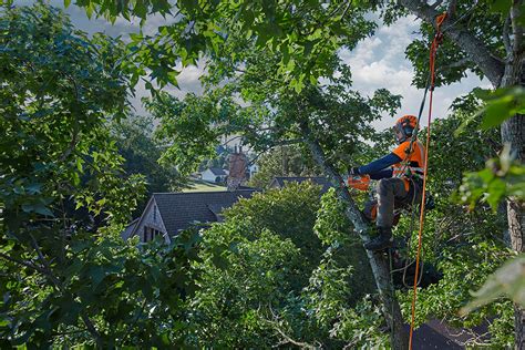 Image result for Felling a Tree Safely