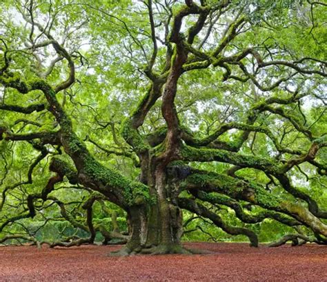 Image result for Live Oak Tree Planting Tips