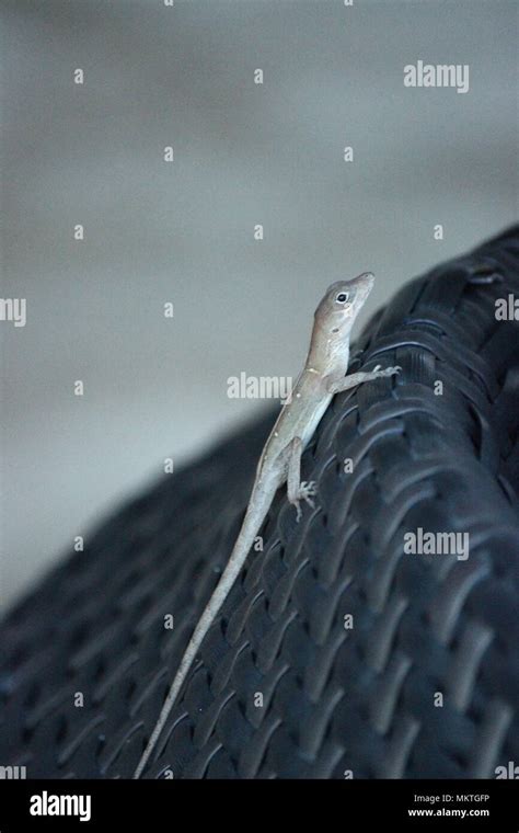 Image result for Lizard In-House