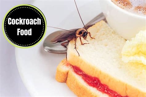Image result for Cockroach Eating Food