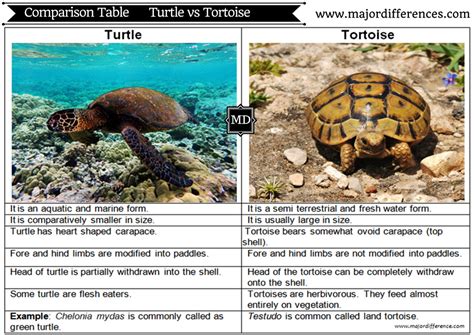 Image result for Turtle Tortoise