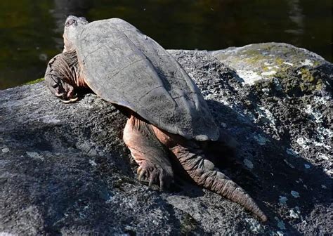 Image result for Snapping Turtle Life Cycle