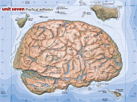 Image result for Brain Map