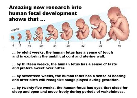 Image result for Fetal Development