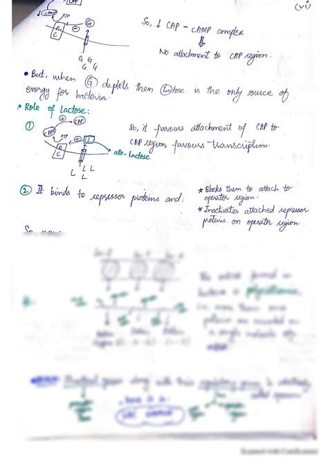 Image result for Lac Operon Worksheet