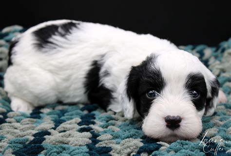 Image result for Sheltie Cavapoo Puppy