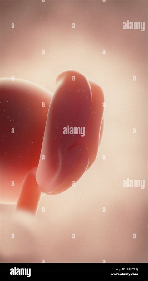 Image result for 4 Week Embryo