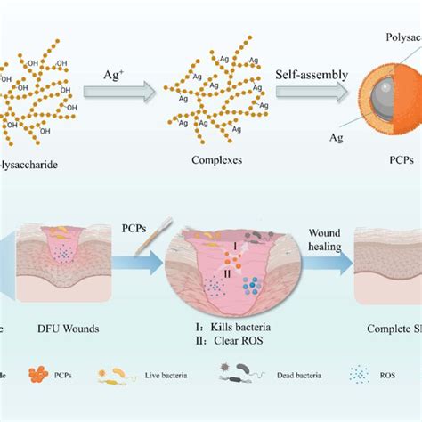 Image result for How to Use Pcps