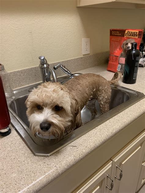 Image result for Cavapoo First Bath