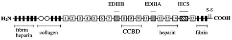 Image result for Fibronectin Domain Structure