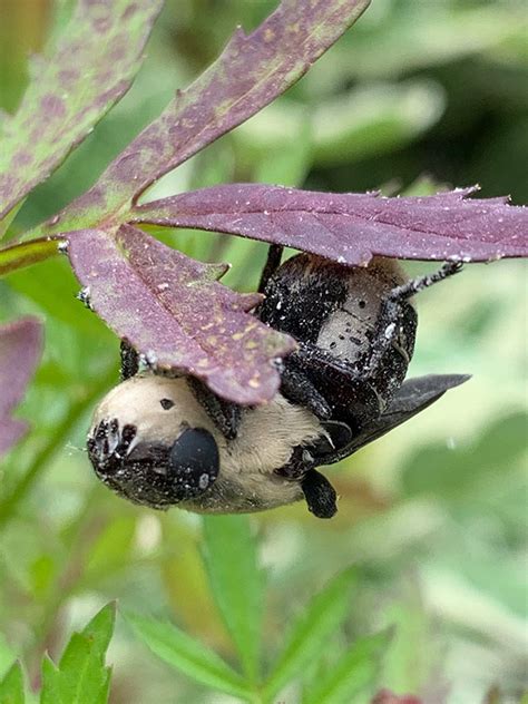 Image result for Mouse Bot Fly