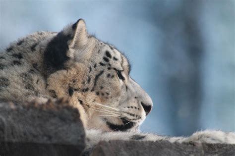 Image result for Snow Leopard Looking Forward