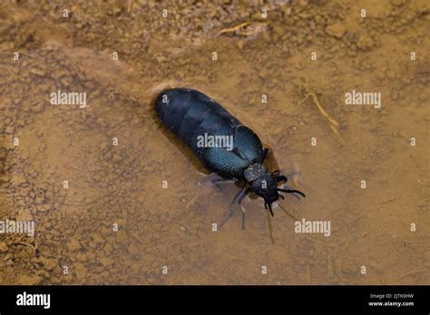 Image result for Flying Cockroach Close