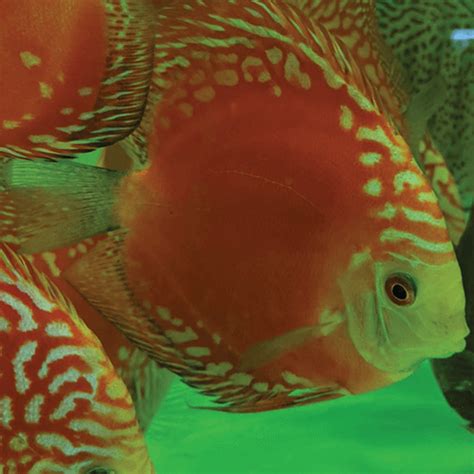 Image result for Red Rafflesia Discus