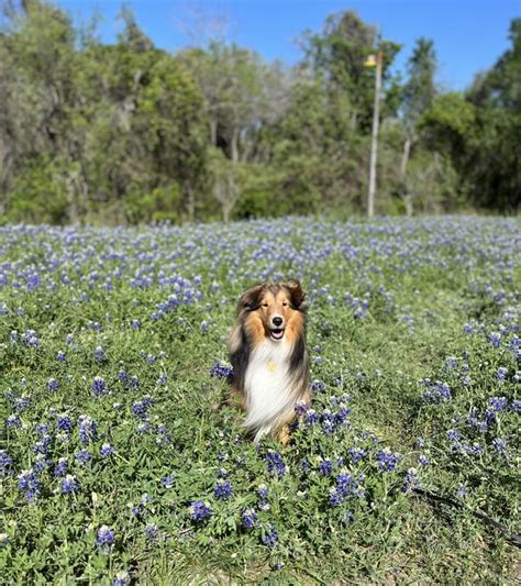 Image result for Sheltie Spring Pictures