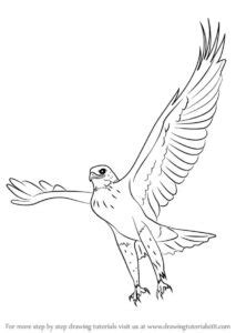 Image result for Hawk Drawing Brid