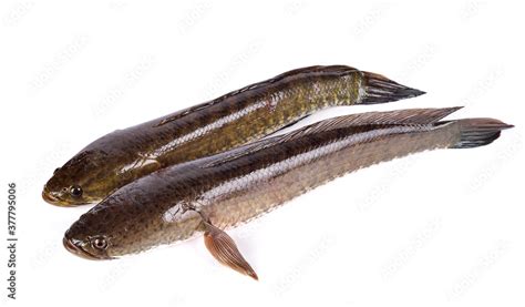 Image result for Red Line Snakehead Fish
