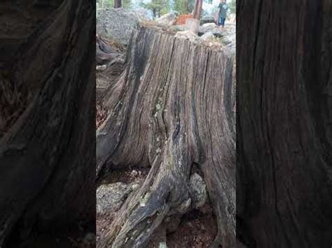 Image result for Devils Tower Tree Stump