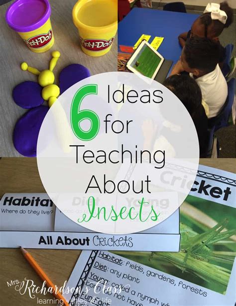 Image result for Insects Lessons