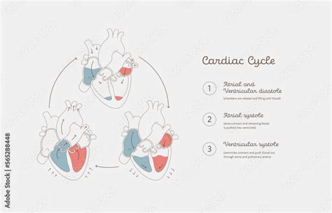 Image result for Cardiac Cycle Step by Step