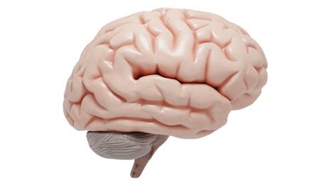 Image result for Human Brain Dissection