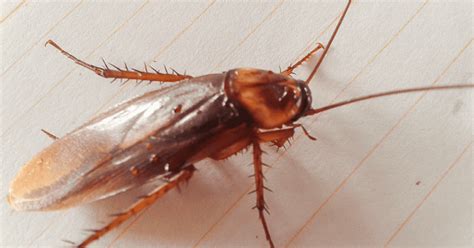 Image result for Water Bug Cockroach