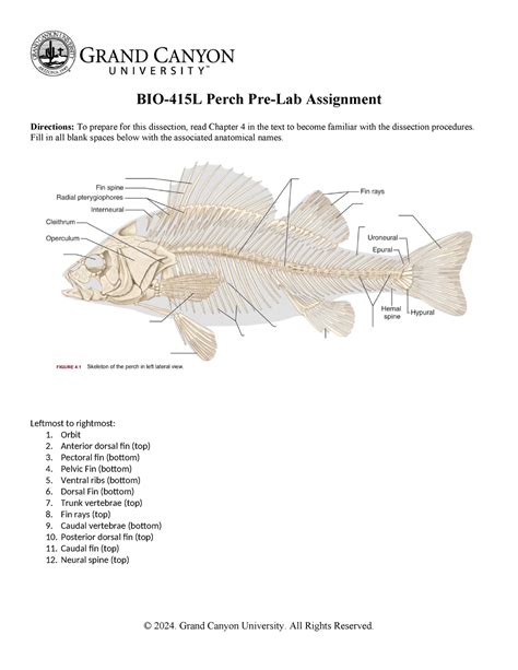 Image result for Perch Fish Dissection