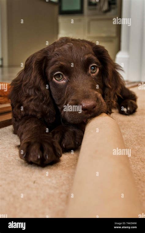 Image result for Working Cocker Training