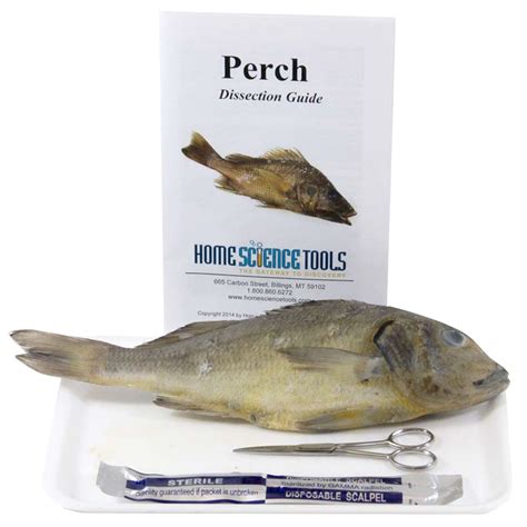 Image result for Perch Fish Dissection
