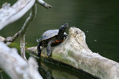 Image result for Red Ear Slider Turtle