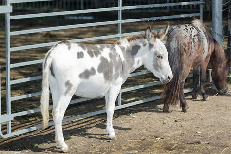 Image result for Installing 12Ft Farm Gate