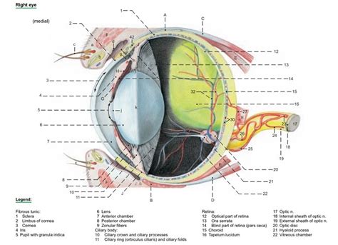 Parts Of A Cow Eye Dissection Labeled - Infoupdate.org