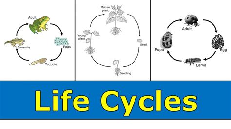 Image result for Example of a Life Cycle