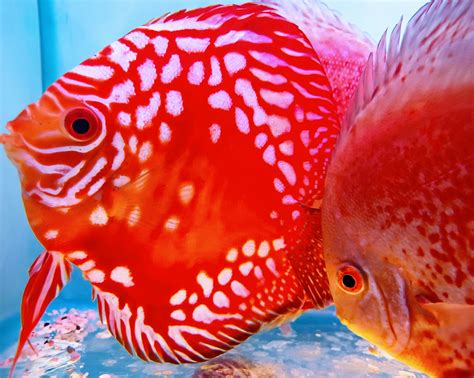 Image result for Checkerboard Discus
