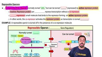 Image result for Operon Structure