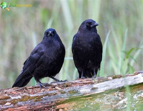 Image result for Different Crows