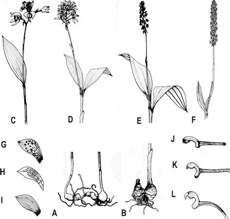 Image result for Morphological Characteristics Examples