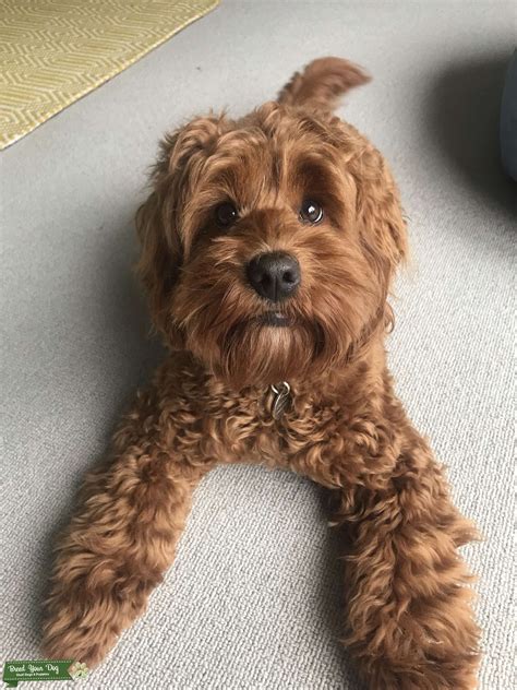 Image result for Red Cavapoo Dog Collar