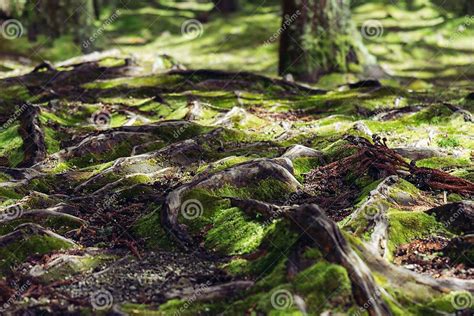 Image result for Tree Root Pattern