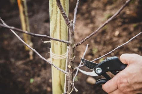 Image result for Pruning an Apple Tree in Spring