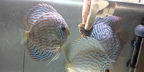 Image result for Types of Discus Fish List