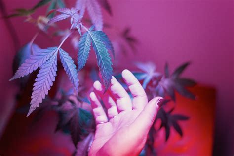 Image result for LED Scrog