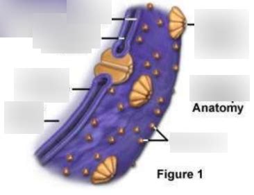 BIO 181 Nuclear Envelope Diagram | Quizlet