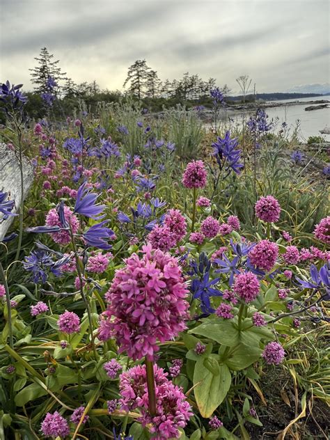 Image result for Salt Spring Island Conservancy