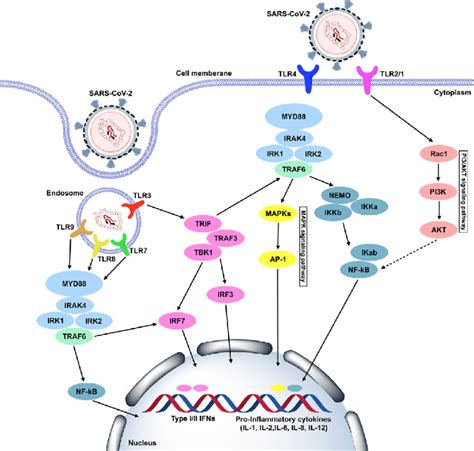 Image result for TLR Signaling Pathway